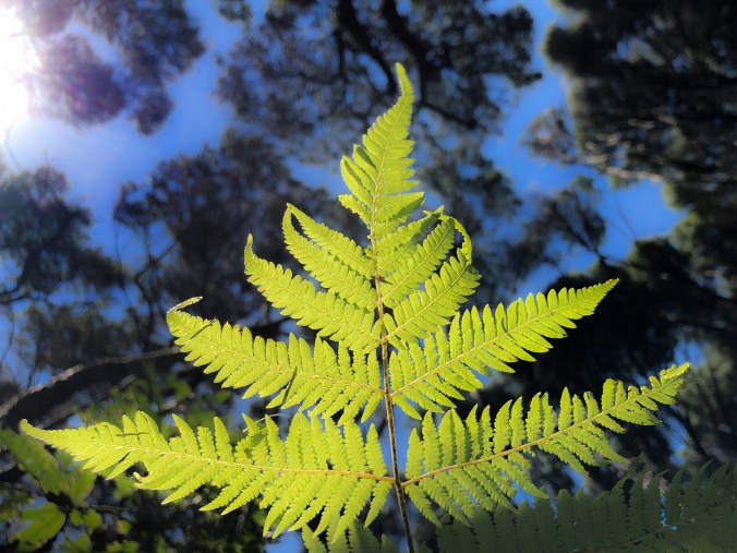 The New Zealand Fern | Stella Maris Sail