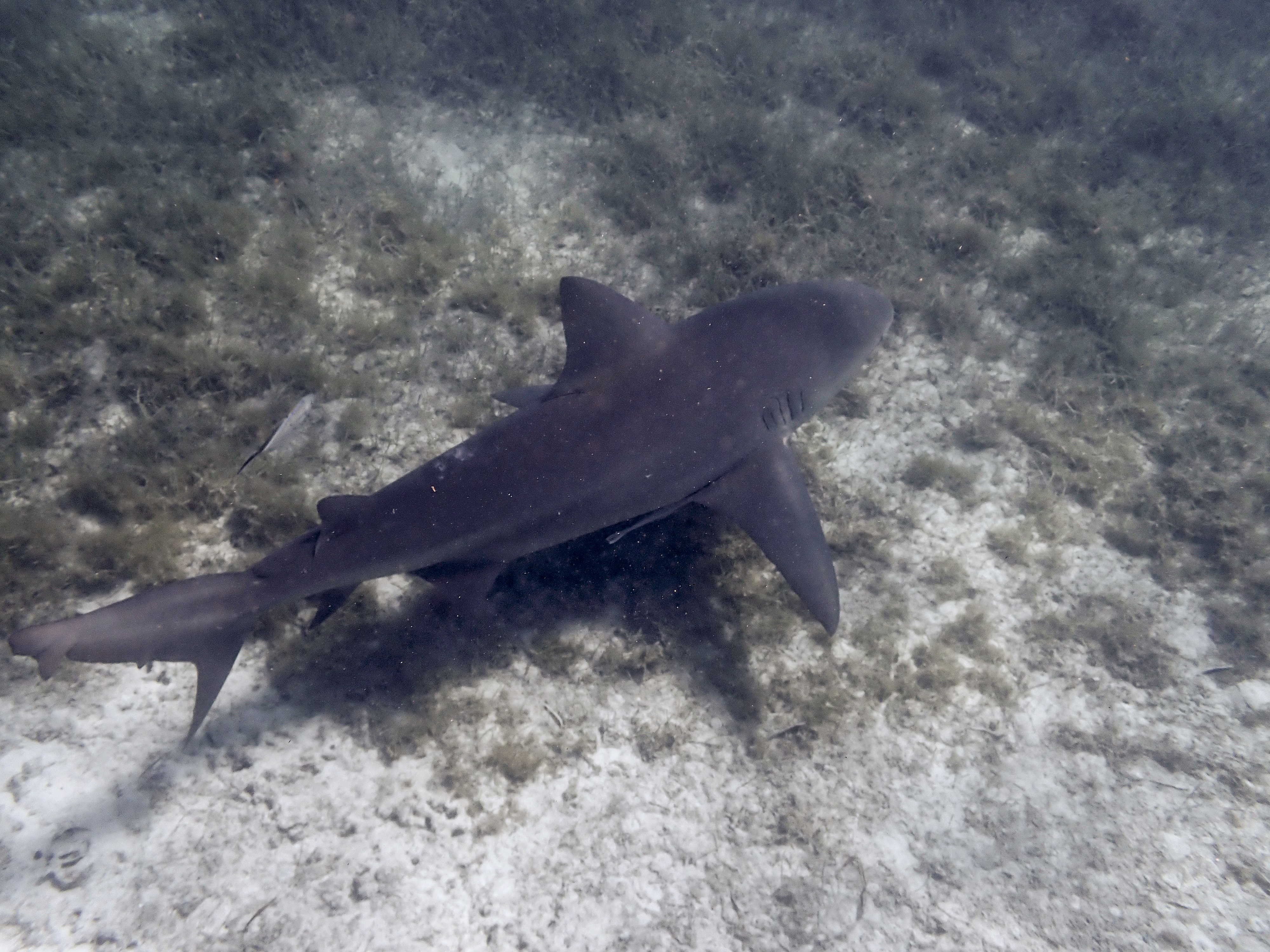 A Tale of Two Biminis | Stella Maris Sail