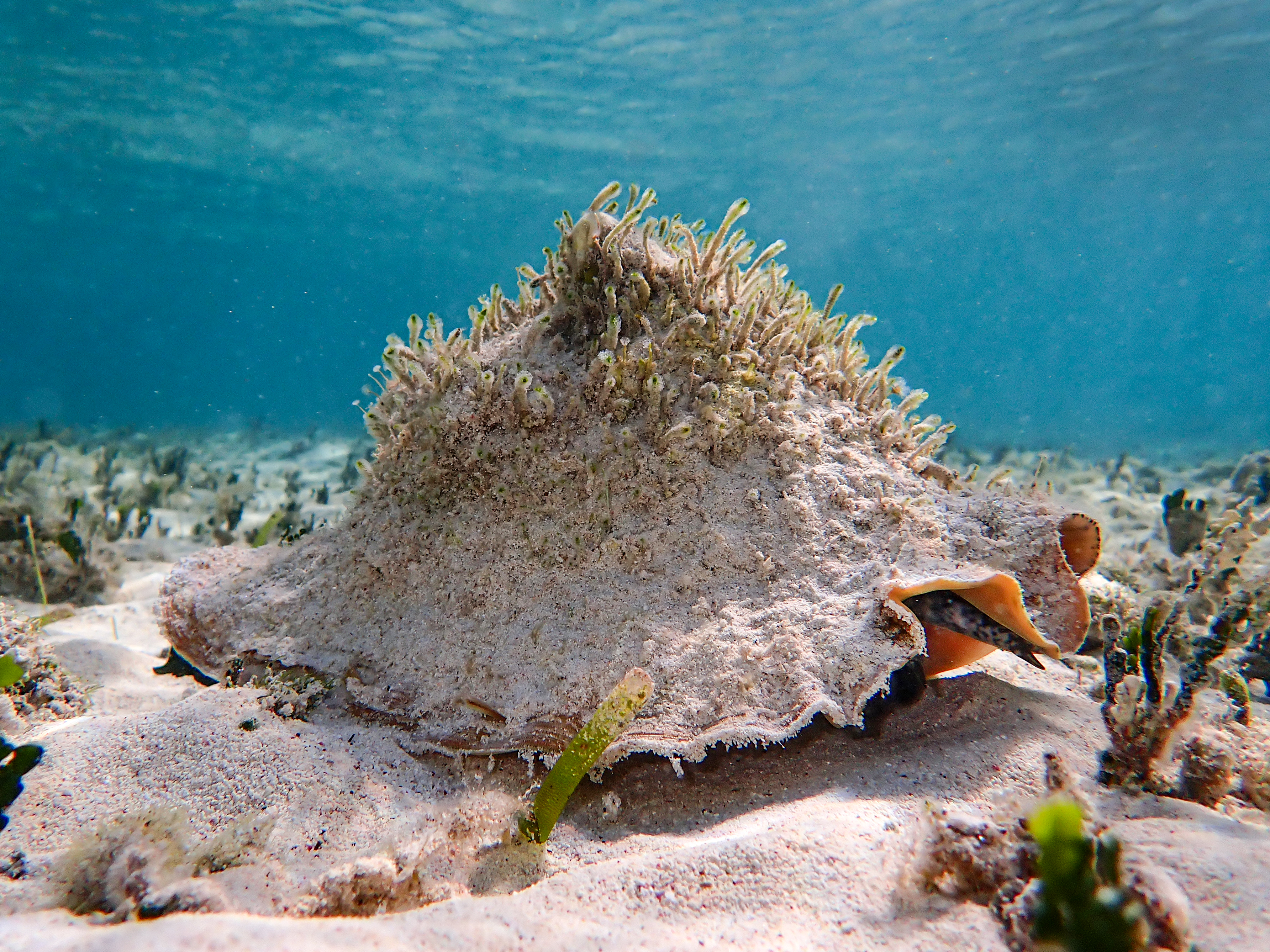 Conch–The Magnificent Mollusk | Stella Maris Sail