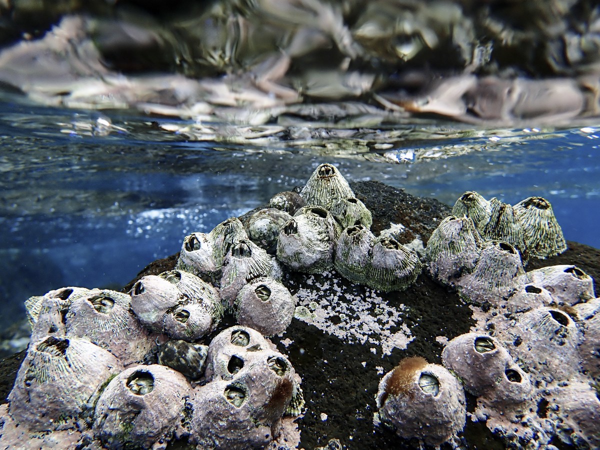 Barnacle Sex, Sailors, and Charles Darwin | Stella Maris Sail